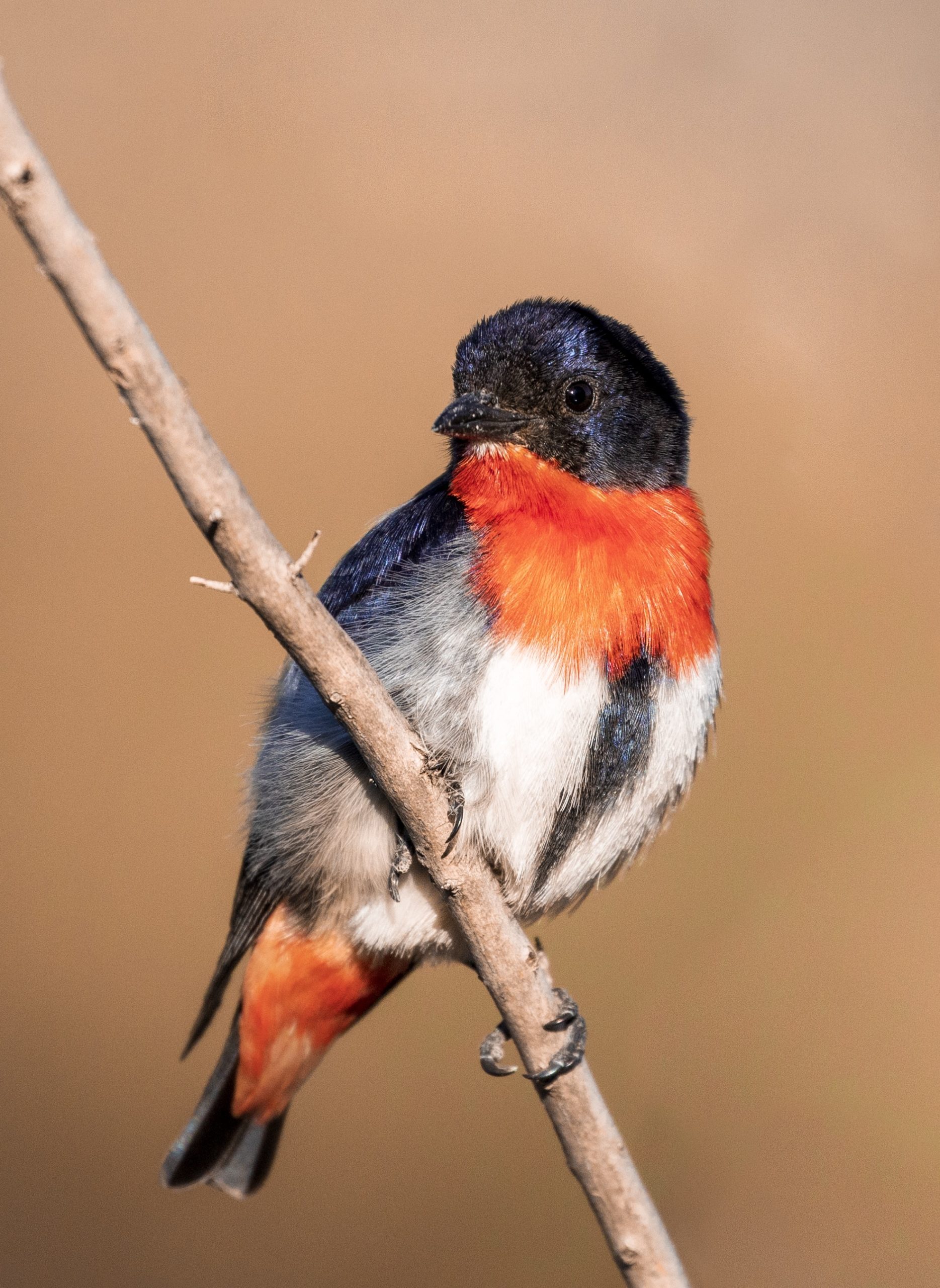 Putta Bucca Wetlands mudgee mistletoe bird – Docs In The Wild