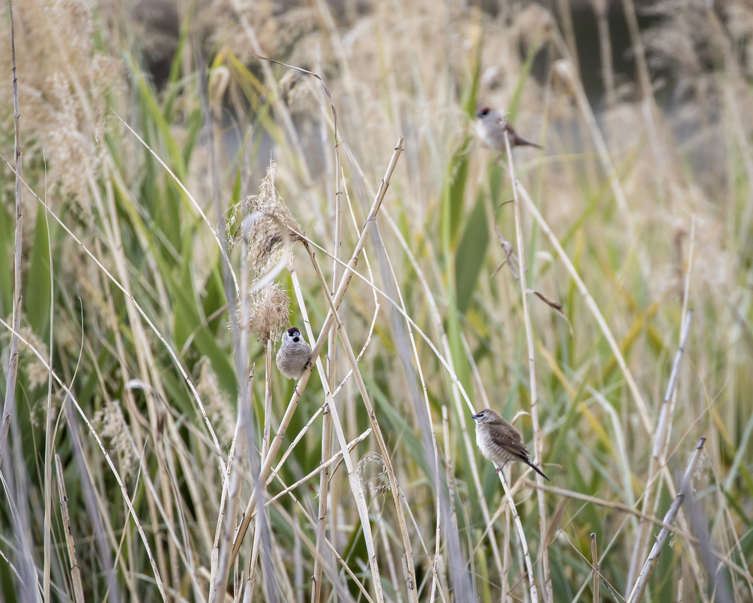 Putta Bucca Wetlands mudgee plum-headed finches – Docs In The Wild